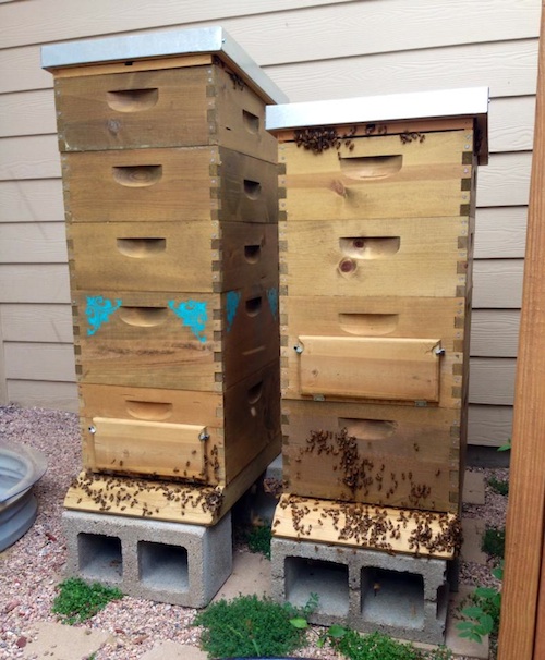 Emergency, Swarm, and Supercedure Cells, Oh My! - Backyard Beekeeping